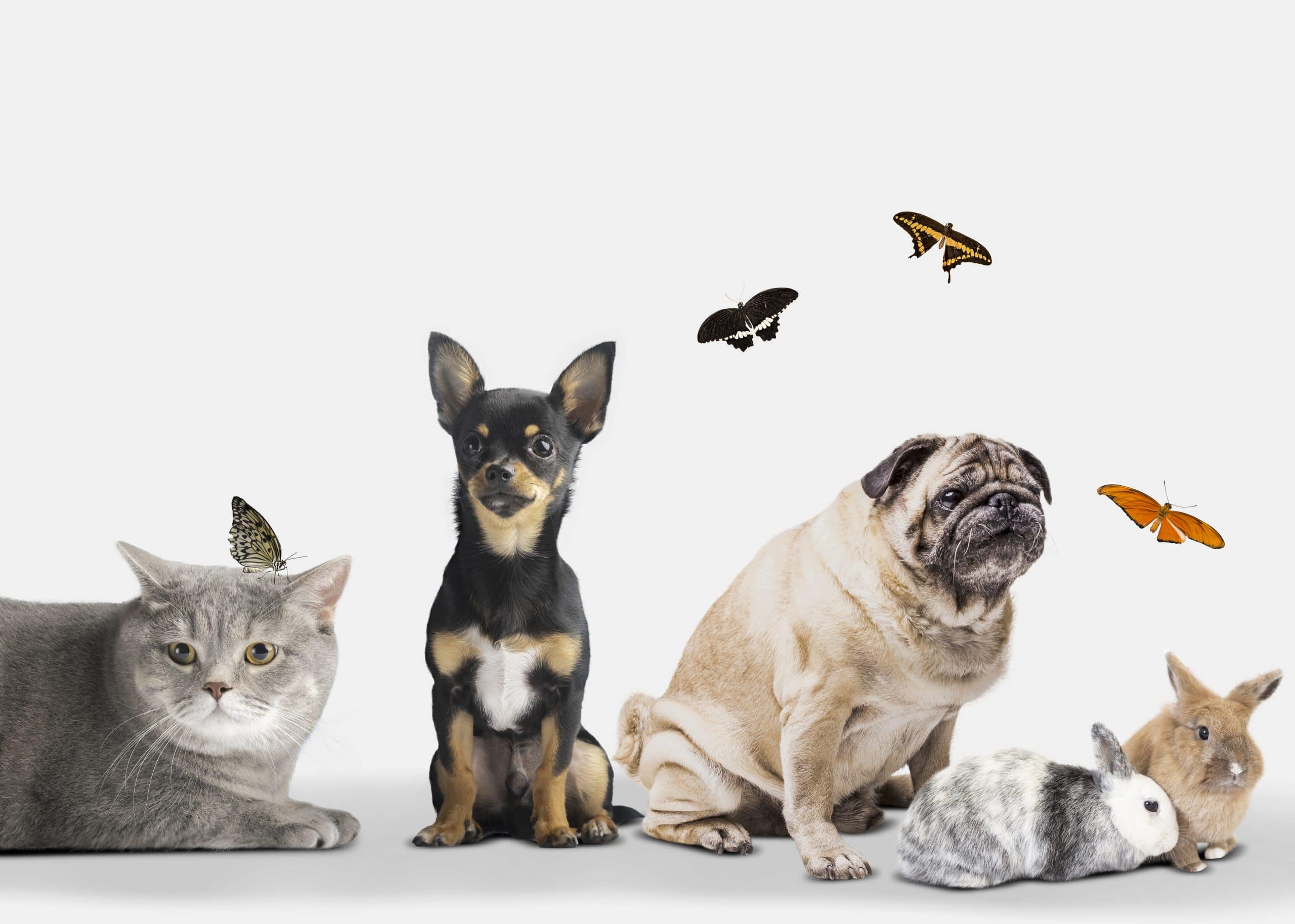 Animaux errants - Mairie d'Allex